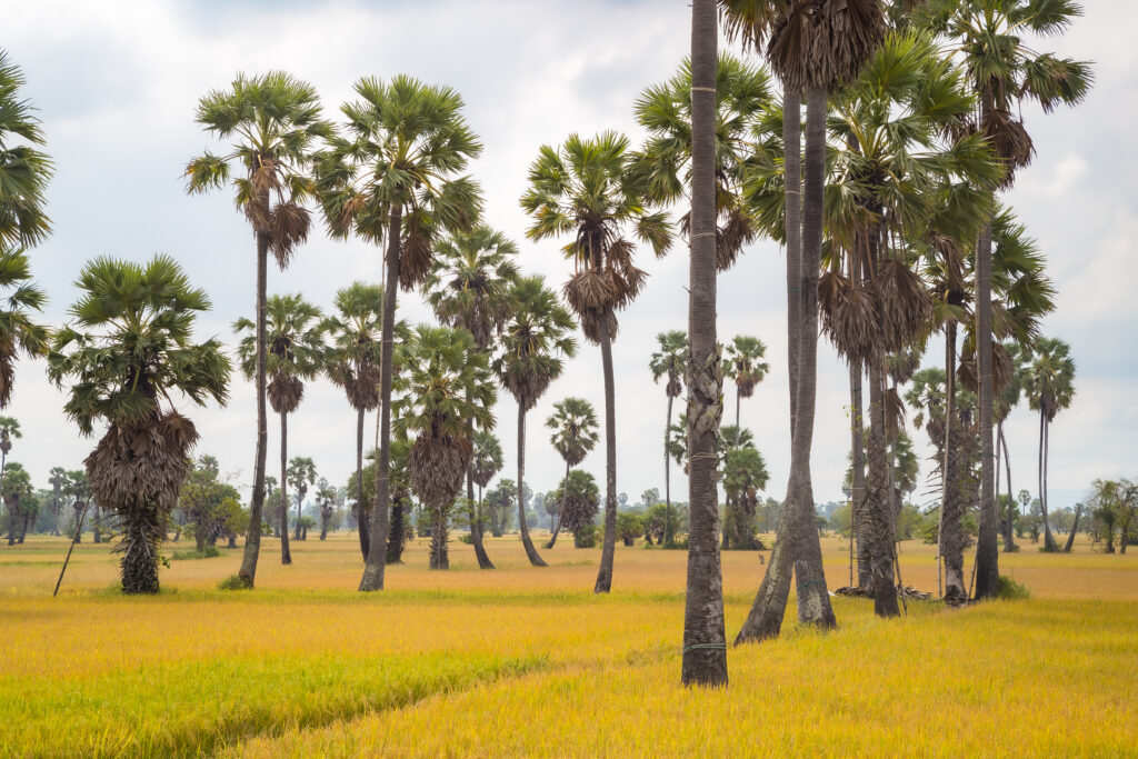 Why You Should Consider a Hosted Homestay and Community-based Travel ...